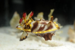 Churaumi Fish Encyclopedia | Search by alphabet : Search results of ...