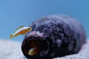 Churaumi Fish Encyclopedia | Search by area : Search results of Coral ...