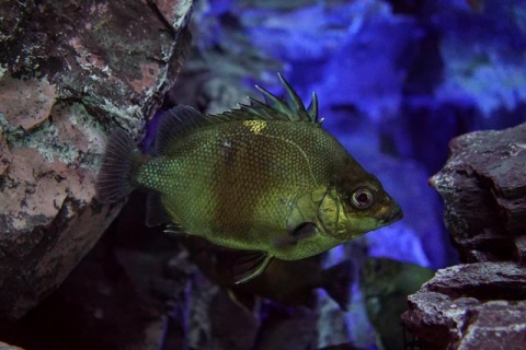 Japanese armorhead | Churaumi Fish Encyclopedia | Okinawa Churaumi ...