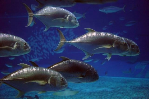 Giant trevally | Churaumi Fish Encyclopedia | Okinawa Churaumi Aquarium ...