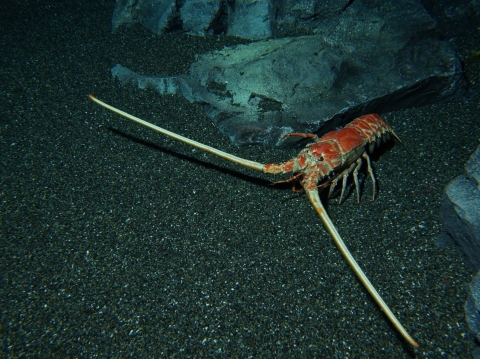 Japanese spear lobster | Churaumi Fish Encyclopedia | Okinawa Churaumi ...