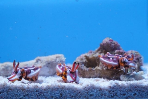 Paintpot cuttlefish | Churaumi Fish Encyclopedia | Okinawa Churaumi ...