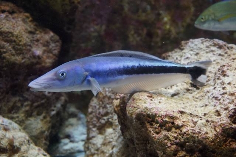 Blue blanquillo | Churaumi Fish Encyclopedia | Okinawa Churaumi ...
