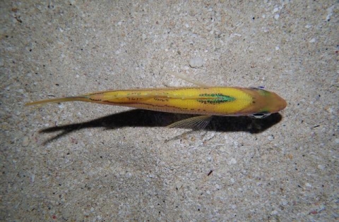 Ornate jobfish | Churaumi Fish Encyclopedia | Okinawa Churaumi Aquarium ...