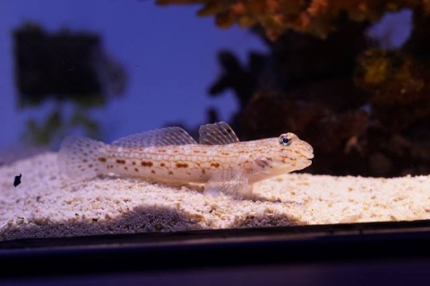 Decorated goby | Churaumi Fish Encyclopedia | Okinawa Churaumi Aquarium ...
