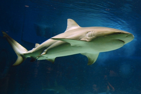 Bull shark | Churaumi Fish Encyclopedia | Okinawa Churaumi Aquarium ...