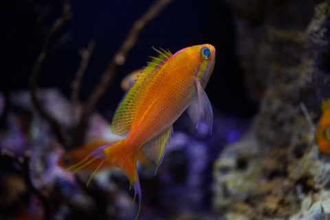 Thread-tail basslet | Churaumi Fish Encyclopedia | Okinawa Churaumi ...