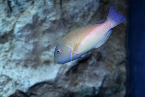 Robust tuskfish | Churaumi Fish Encyclopedia | Okinawa Churaumi ...