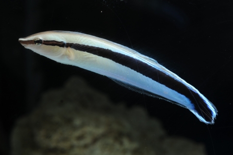 ニセクロスジギンポ | 美ら海生き物図鑑 | 沖縄美ら海水族館 - 沖縄の美ら海を、次の世代へ。-