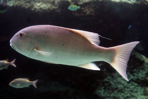 Chinamanfish | Churaumi Fish Encyclopedia | Okinawa Churaumi Aquarium ...