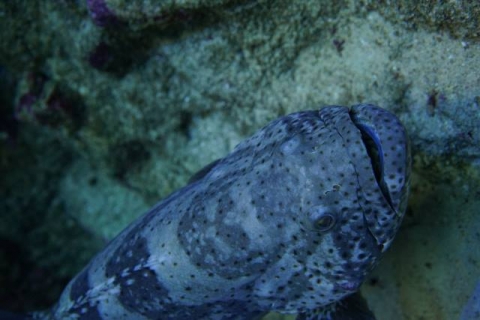 Orange-spotted grouper | Churaumi Fish Encyclopedia | Okinawa Churaumi ...