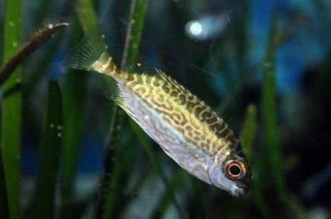 Little spinefoot | Churaumi Fish Encyclopedia | Okinawa Churaumi ...