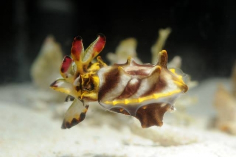 ハナイカ | 美ら海生き物図鑑 | 沖縄美ら海水族館 - 沖縄の美ら海を、次の世代へ。-