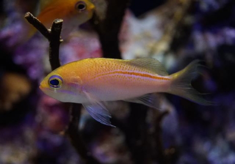 Thread-tail basslet | Churaumi Fish Encyclopedia | Okinawa Churaumi ...