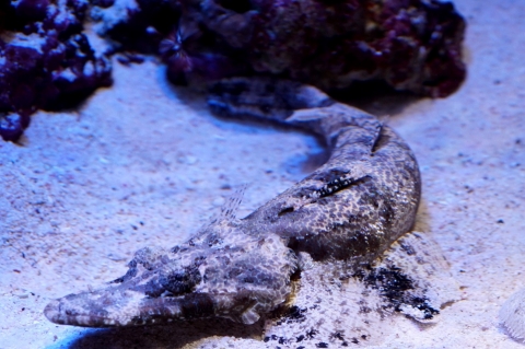 Crocodile fish | Churaumi Fish Encyclopedia | Okinawa Churaumi Aquarium ...