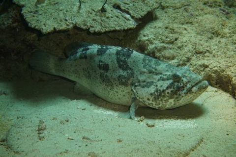 Orange-spotted grouper | Churaumi Fish Encyclopedia | Okinawa Churaumi ...