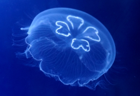 Moon jellyfish | Churaumi Fish Encyclopedia | Okinawa Churaumi Aquarium ...