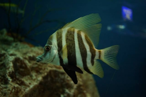 Striped boarfish | Churaumi Fish Encyclopedia | Okinawa Churaumi ...