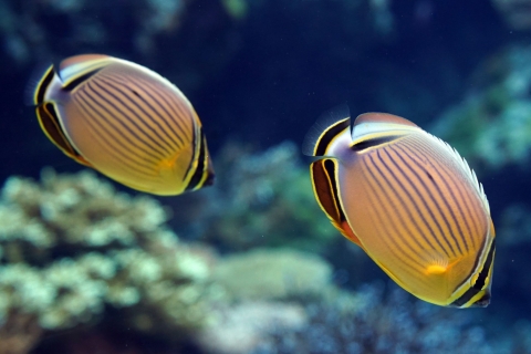 Oval butterflyfish | Churaumi Fish Encyclopedia | Okinawa Churaumi ...