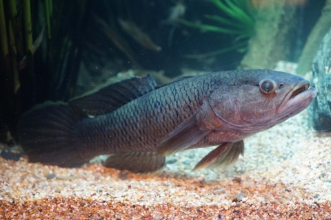 Northern mud gudgeon | Churaumi Fish Encyclopedia | Okinawa Churaumi ...