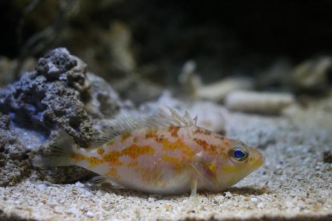 Churashima perchlet | Churaumi Fish Encyclopedia | Okinawa Churaumi ...