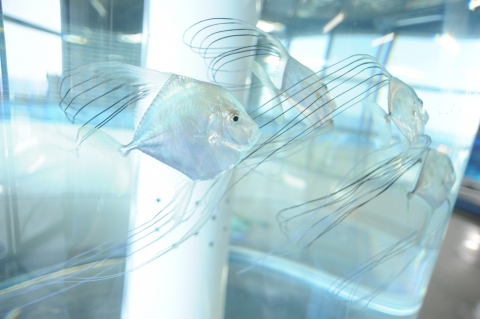 印度絲鰺 | 美丽海生物图鉴 | 冲绳美丽海水族馆 - 冲绳美麗海 世代相传