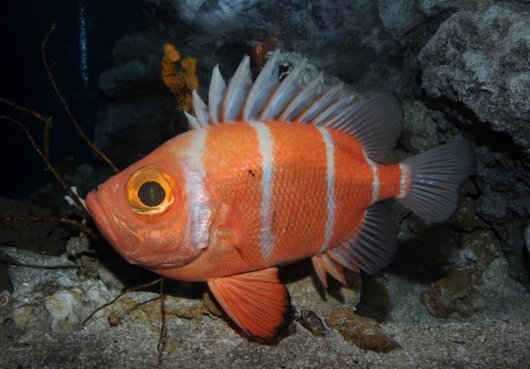 Blackfringe Bigeye | Churaumi Fish Encyclopedia | Okinawa Churaumi ...