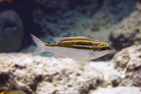 Striped monocle bream | Churaumi Fish Encyclopedia | Okinawa Churaumi ...