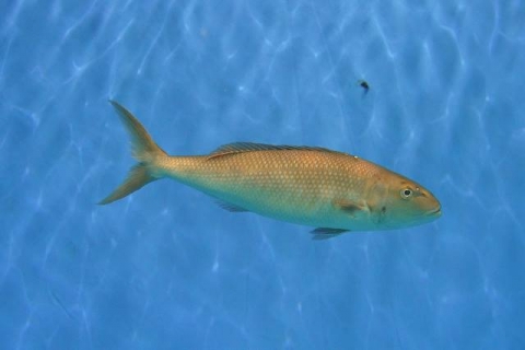 Green jobfish | Churaumi Fish Encyclopedia | Okinawa Churaumi Aquarium ...