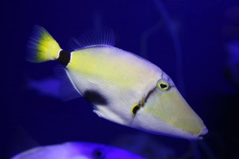 ー | Churaumi Fish Encyclopedia | Okinawa Churaumi Aquarium - For the ...