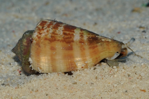 Strawberry conch | Churaumi Fish Encyclopedia | Okinawa Churaumi ...