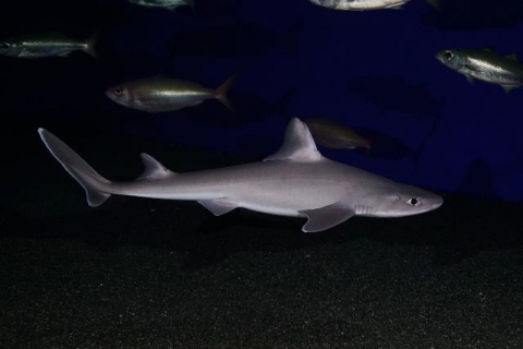 Taiwan spurdog | Churaumi Fish Encyclopedia | Okinawa Churaumi Aquarium ...