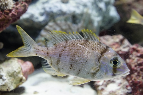 Grey large-eye bream / Blue-lined large-eye bream | Churaumi Fish ...