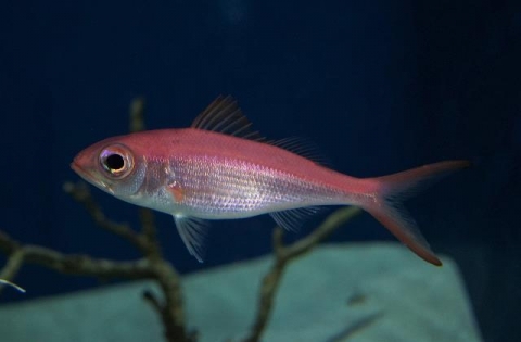 Deepwater longtail red snapper ／ Flame snapper | Churaumi Fish ...