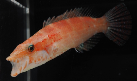 Oriental maori wrasse | Churaumi Fish Encyclopedia | Okinawa Churaumi ...