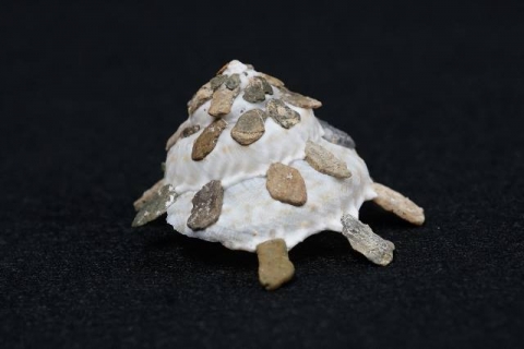 Carrier-shell | Churaumi Fish Encyclopedia | Okinawa Churaumi Aquarium ...