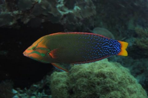 African coris | Churaumi Fish Encyclopedia | Okinawa Churaumi Aquarium ...