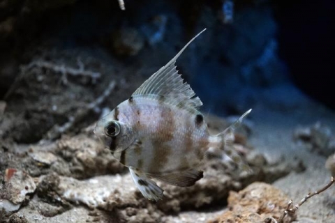 Spinyfin velifer | Churaumi Fish Encyclopedia | Okinawa Churaumi ...