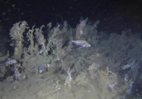 Ornate jobfish | Churaumi Fish Encyclopedia | Okinawa Churaumi Aquarium ...