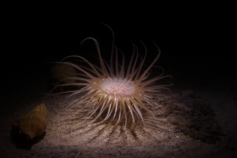 Tube-dwelling anemone | Churaumi Fish Encyclopedia | Okinawa Churaumi ...