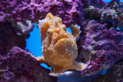 Painted frogfish | Churaumi Fish Encyclopedia | Okinawa Churaumi ...