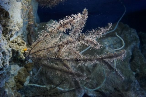 ハウチワツノサンゴ科 | 美ら海生き物図鑑 | 沖縄美ら海水族館 - 沖縄の美ら海を、次の世代へ。-