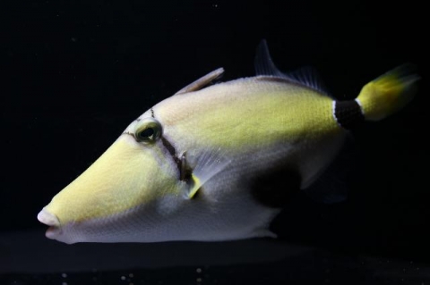 ー | Churaumi Fish Encyclopedia | Okinawa Churaumi Aquarium - For the ...