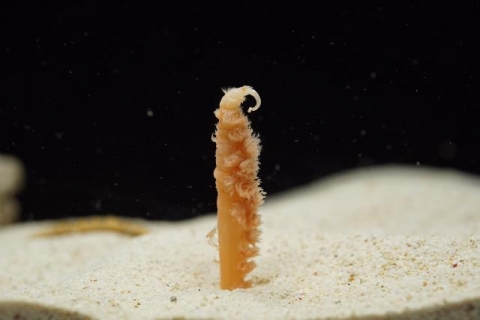 Sea pen | Churaumi Fish Encyclopedia | Okinawa Churaumi Aquarium - For ...