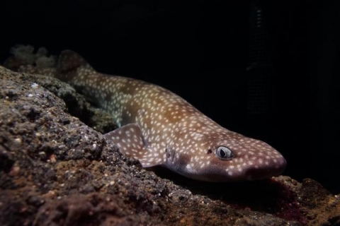 Izu cat shark | Churaumi Fish Encyclopedia | Okinawa Churaumi Aquarium ...