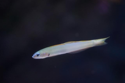 Blue gudgeon | Churaumi Fish Encyclopedia | Okinawa Churaumi Aquarium ...