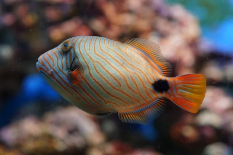Orange-lined triggerfish | Churaumi Fish Encyclopedia | Okinawa ...