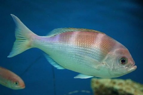 Saddle-back snapper | Churaumi Fish Encyclopedia | Okinawa Churaumi ...