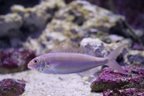 Notchedfin threadfin bream | Churaumi Fish Encyclopedia | Okinawa ...