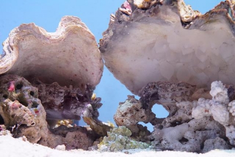 Paintpot cuttlefish | Churaumi Fish Encyclopedia | Okinawa Churaumi ...